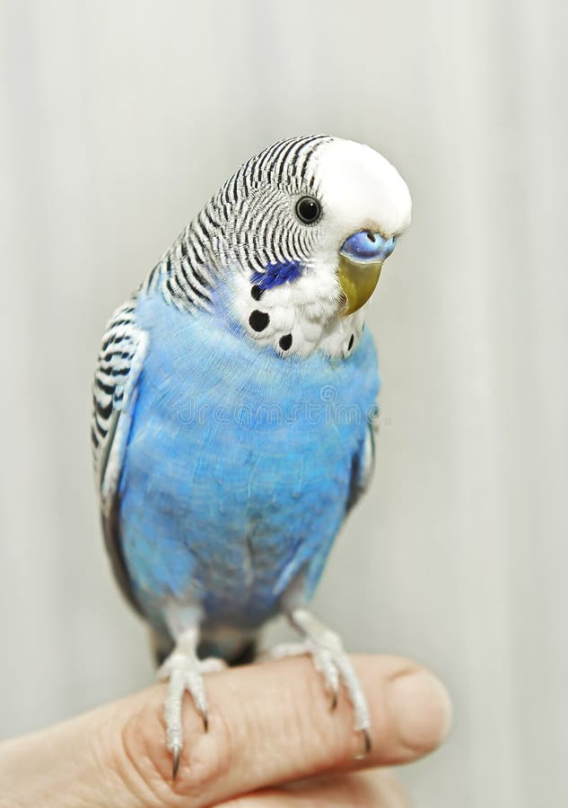 Blauwe Grasparkiet (undulatus Melopsittacus) Stock Foto - Image of ...