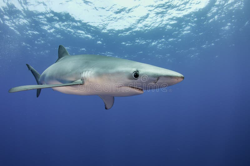 Blauwe Haai Die in De Atlantische Oceaan Zwemmen Stock Afbeelding ...