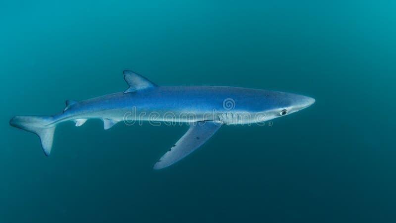 Blauwe Haai in De Atlantische Oceaan Stock Foto - Image of blauw ...