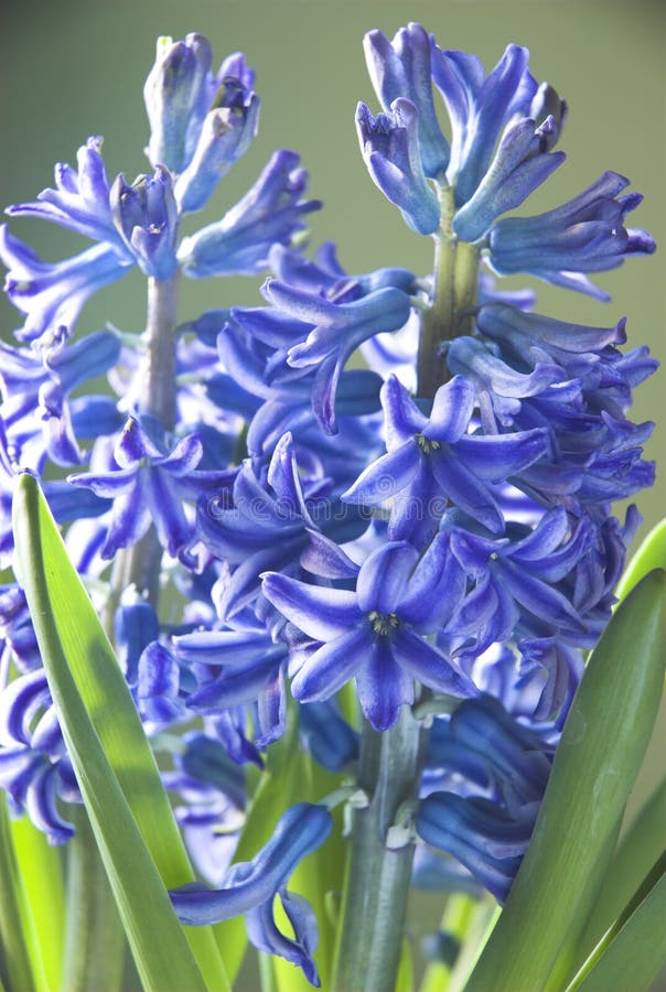Blauwe Hyacint stock afbeelding. Image of installatie - 22707995