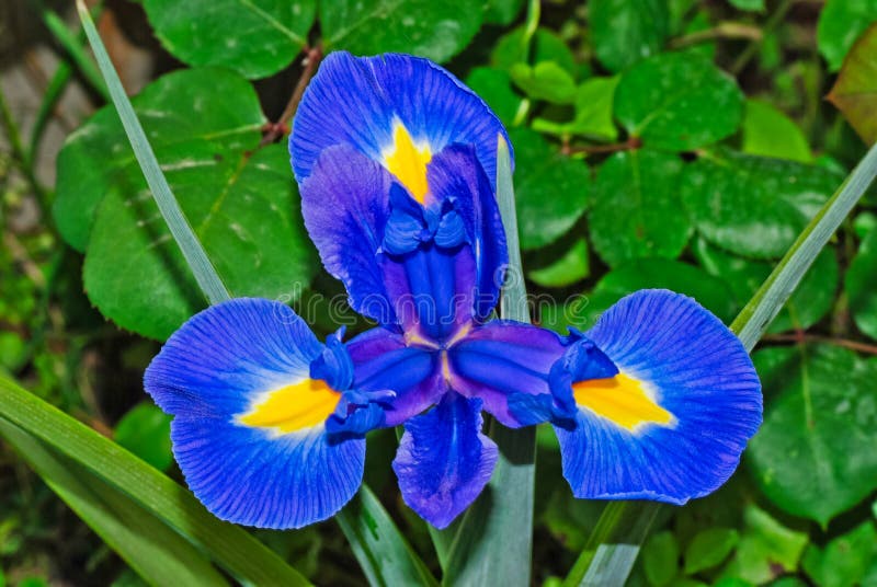 Blauwe iris stock foto. Image of installatie, bloemblaadje - 34599880