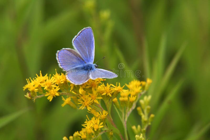 Blauwe kleine vlinder stock foto. Image of blauw, macro - 110081478