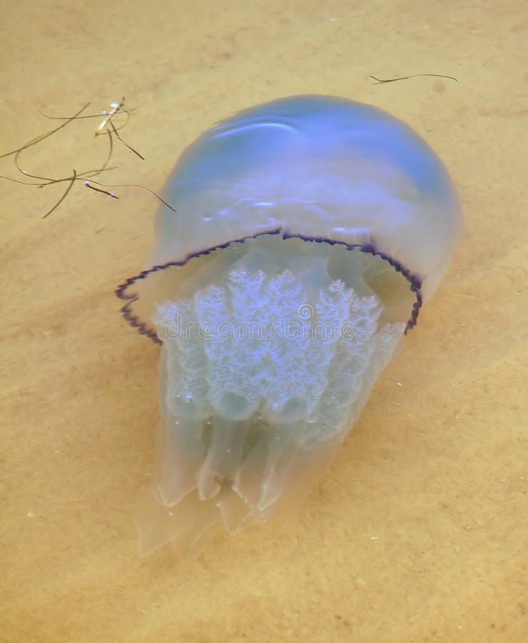 Blauwe kwal stock afbeelding. Image of blauw, noord, duitsland - 1088515