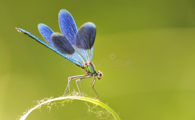 Blauwe Libel stock foto. Image of gezoem, leven, vlieg - 23214816