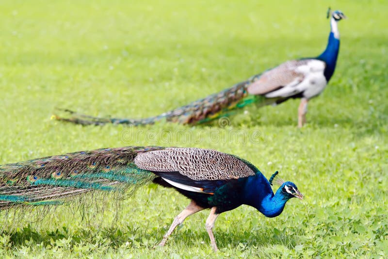 Blauwe pauwen stock foto. Image of preken, multi, majestueus - 19403252