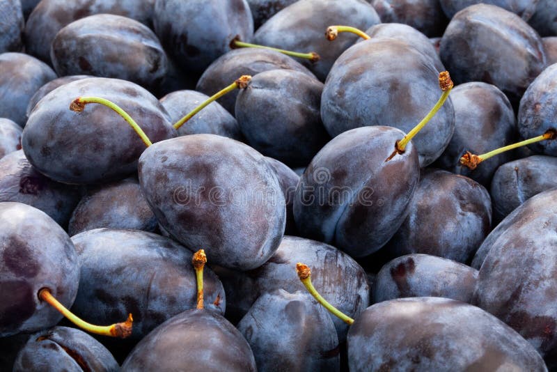 De Blauwe Besnoeiing Van De Pruim Stock Foto - Image of bladeren, nave ...