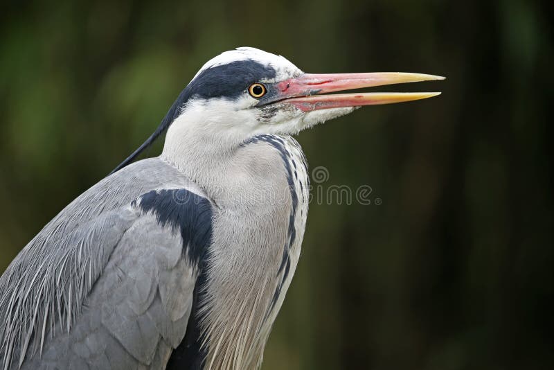 Blauwe Reiger stock afbeelding. Image of portret, profiel - 99077949