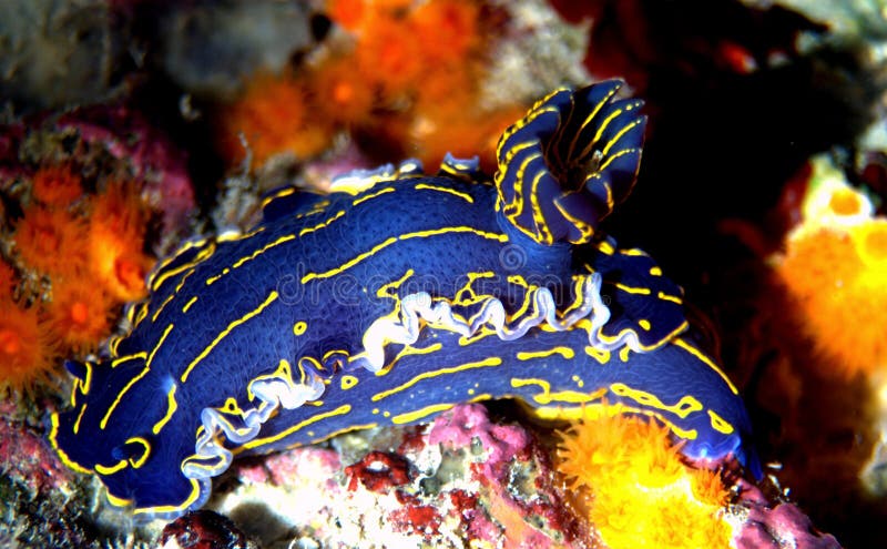 Blauwe slak stock foto. Image of landschap, vrij, vier - 124465034