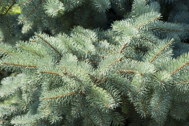 Blauwe spar stock foto. Image of naalden, warm, gebladerte - 25912624