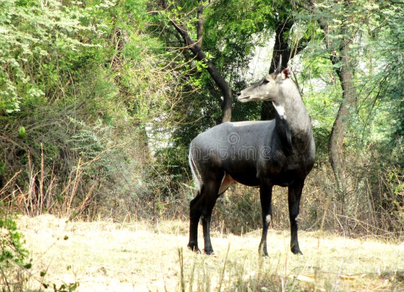 Blauwe Stier, De Grootste Aziatische Antilope Stock Foto - Image of ...