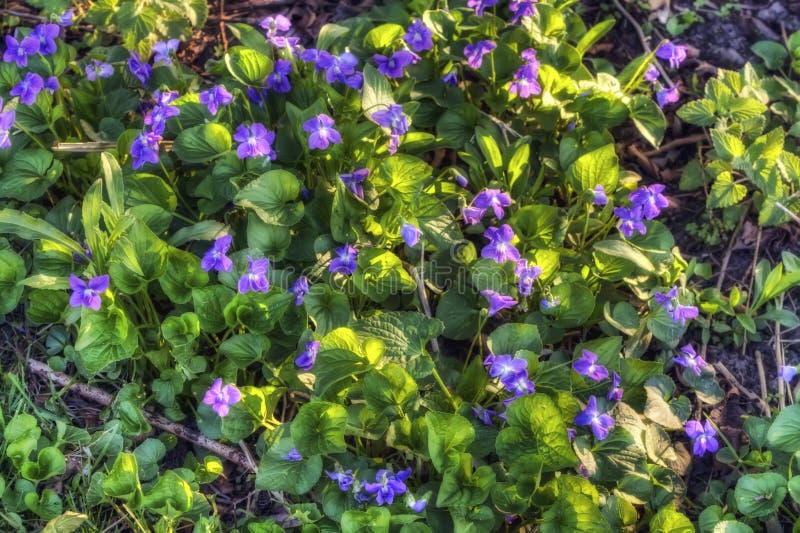 Blauwe Viooltjes stock foto. Image of gevoelig, bloesem - 15053614