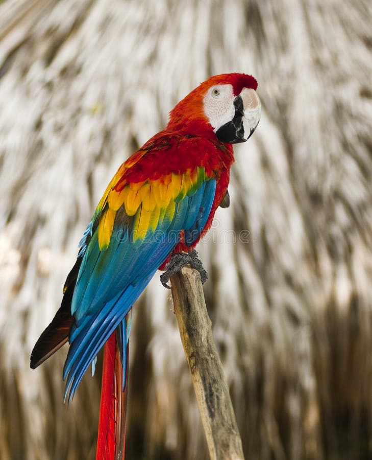Blauwe vleugel rode ara stock afbeelding. Image of wildernis - 13583569