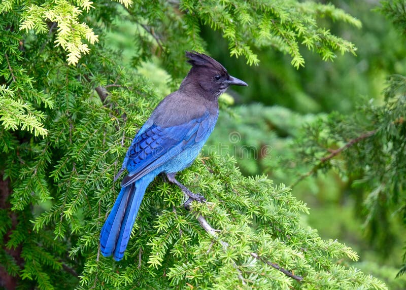 Blauwe vogel in boom stock afbeelding. Image of lang - 74312943