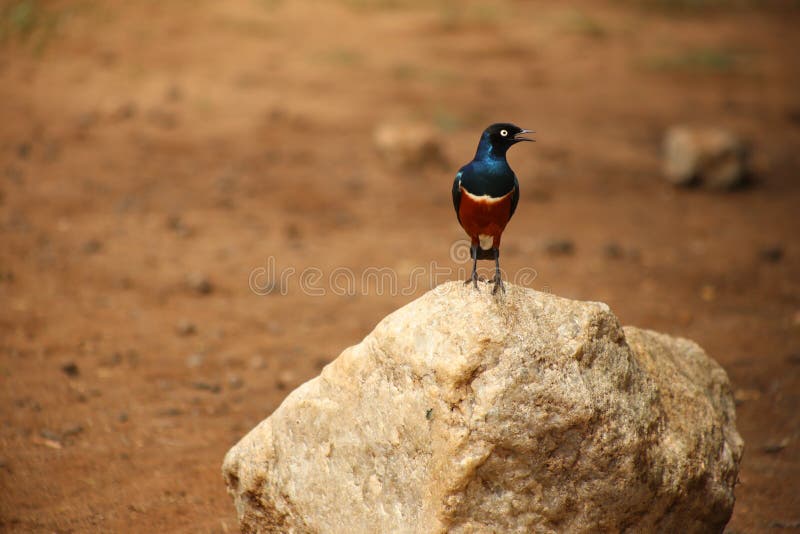 Blauwe Vogel Met Rode Borst Op Steen Stock Foto - Image of steen ...