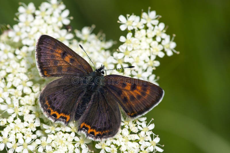Blauwe Vuurvlinder, Violet Copper, Lycaena Helle Stock Image - Image of ...
