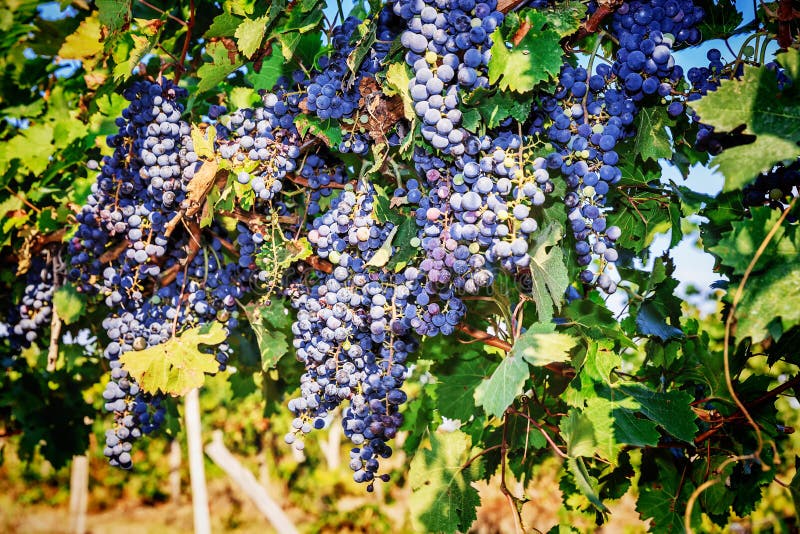 Blauwe wijndruiven stock afbeelding. Image of zwart - 111015059