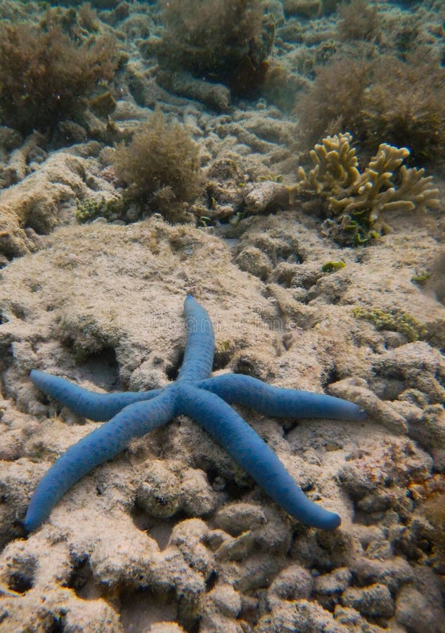Zeester op de zeebedding stock foto. Afbeelding bestaande uit ...