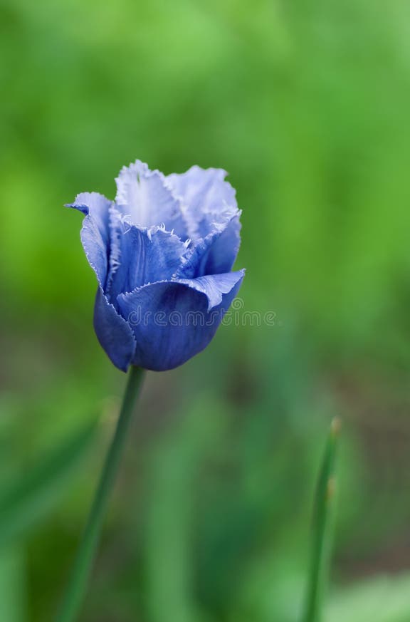 Blauwe zeldzame tulp stock afbeelding. Image of bloei - 30944047