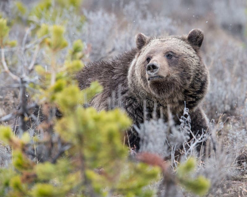 Blaze stock image. Image of headshot, grizzly, blaze - 44234099