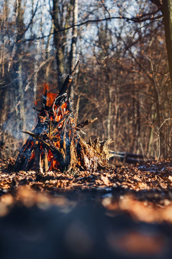 Rustic Campfire Burning in Autumn Woods with Colorful Leaves Stock ...
