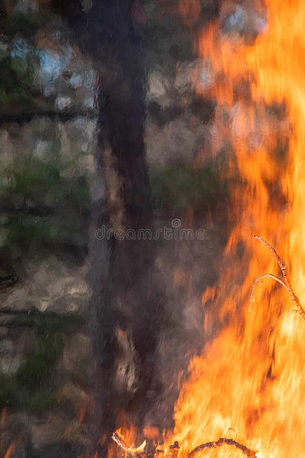 Blazing Fire in a Pine Tree Forest Stock Image - Image of embers, ember ...