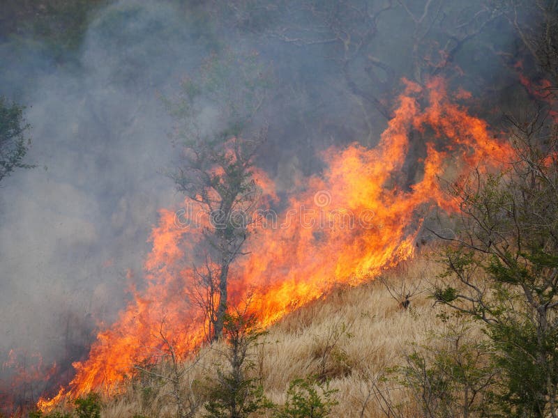 Blazing forest fire stock image. Image of burn, blazing - 129639977
