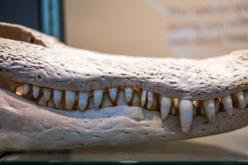 Bleached Aligator Skeleton stock image. Image of neck - 75169741