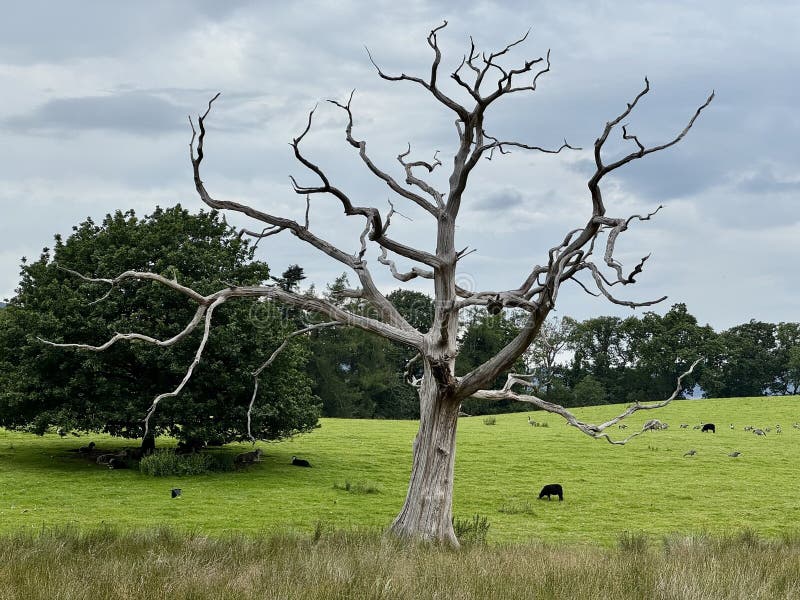 Sheep in the Cumbrian Lake District in England. Stock Photo - Image of ...