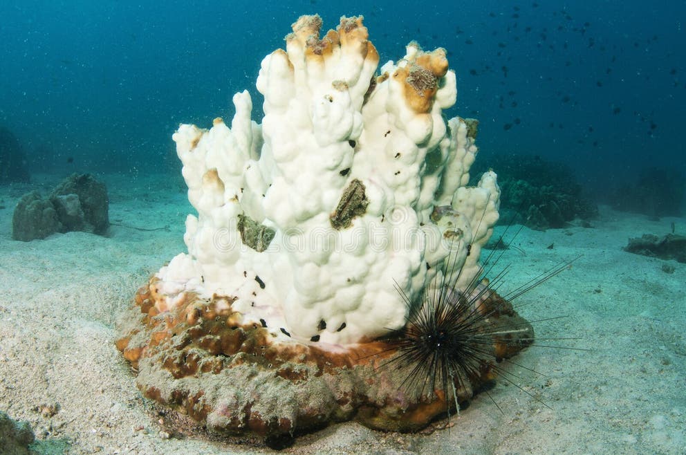 Bleached coral stock image. Image of brain, reef, white - 19582757