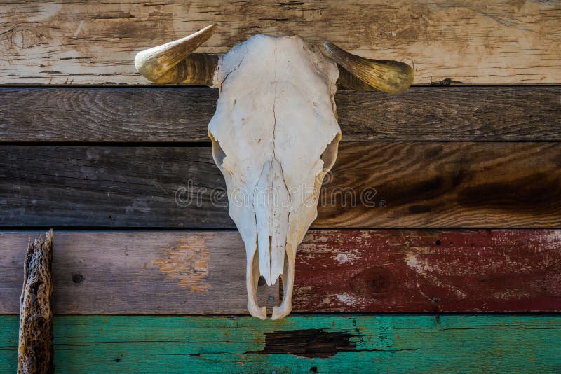 A Bleached Dead Steer Skull Hangs on a Wall. Stock Image - Image of ...