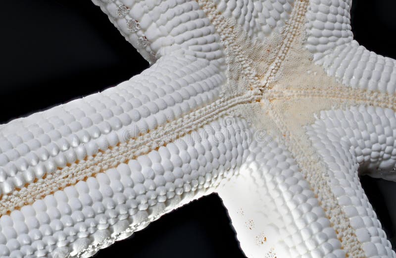 Bleached Sugar Starfish Close Up Stock Photo - Image of wildlife, fresh ...