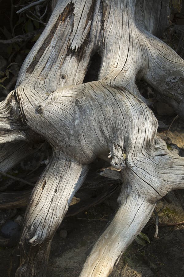 Bleached Tree Roots, Shore of Jenny Lake, Jackson Hole, Wyoming. Stock ...