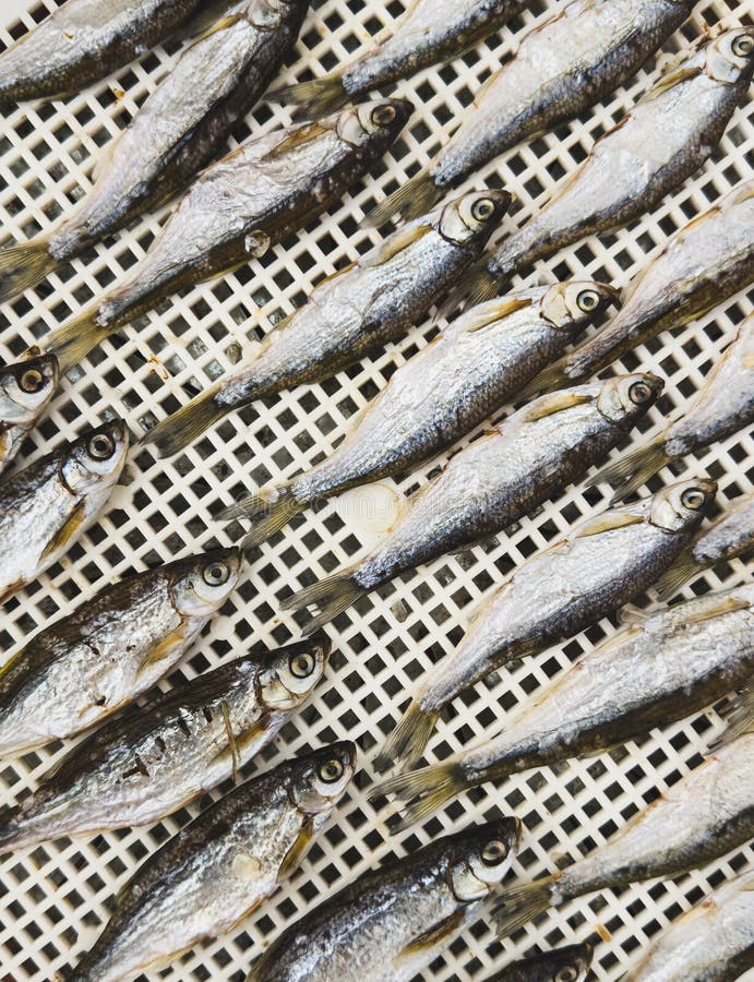 Bleak Fish is Dried in a Dryer. Background Stock Image - Image of ...