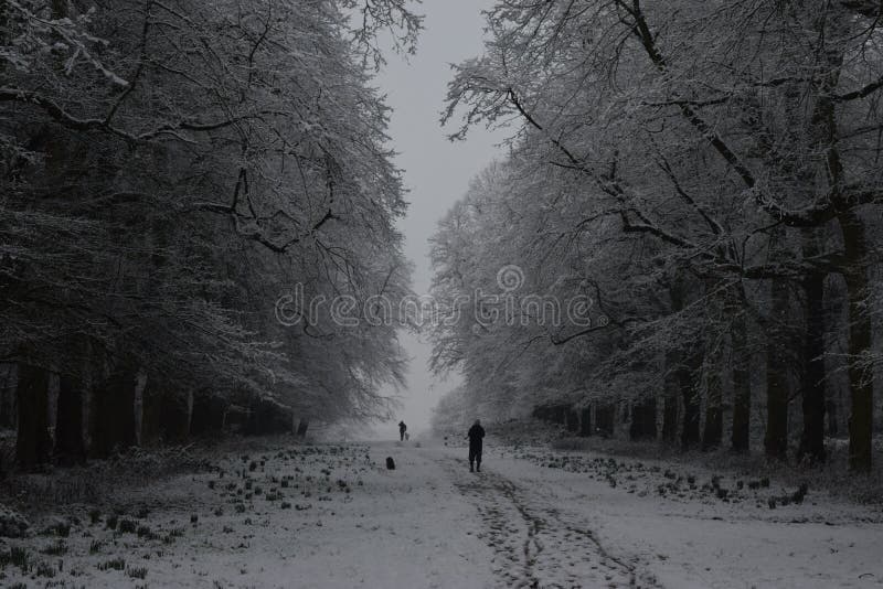 Bleak Midwinter stock photo. Image of snowfall, bleak - 100561930