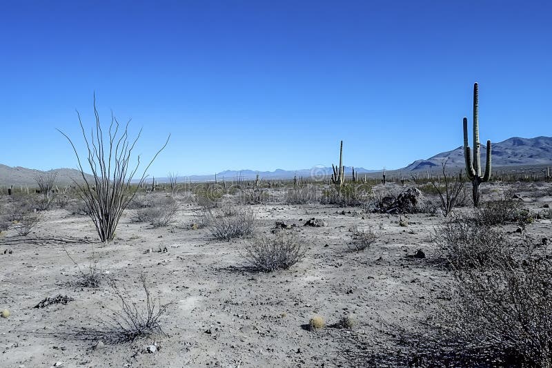 Bleak Wasteland Strewn with Sun-Bleached Bones and Desolate Terrain ...