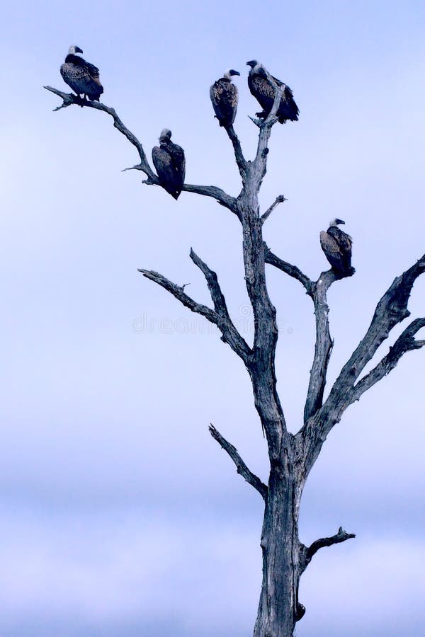 Bleakness and death stock photo. Image of desolation - 279451314