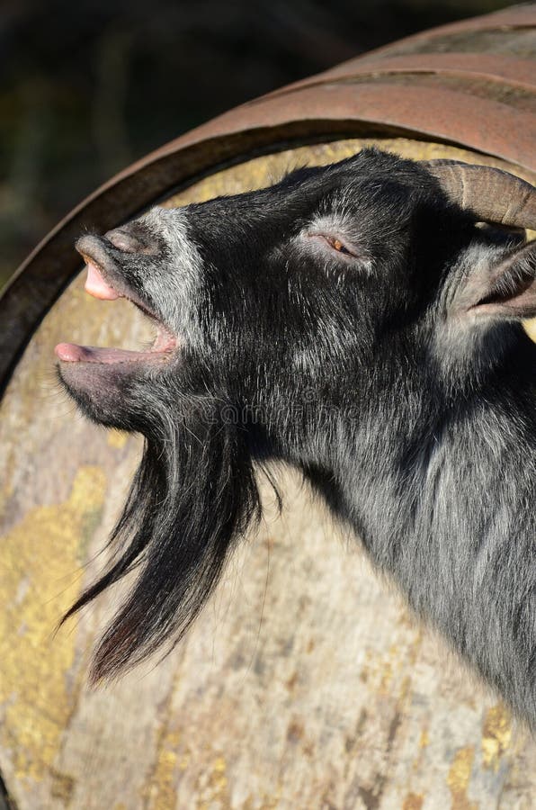 Bleating African Pygmy Billy Goat Stock Photo - Image of pygmy, tongue ...