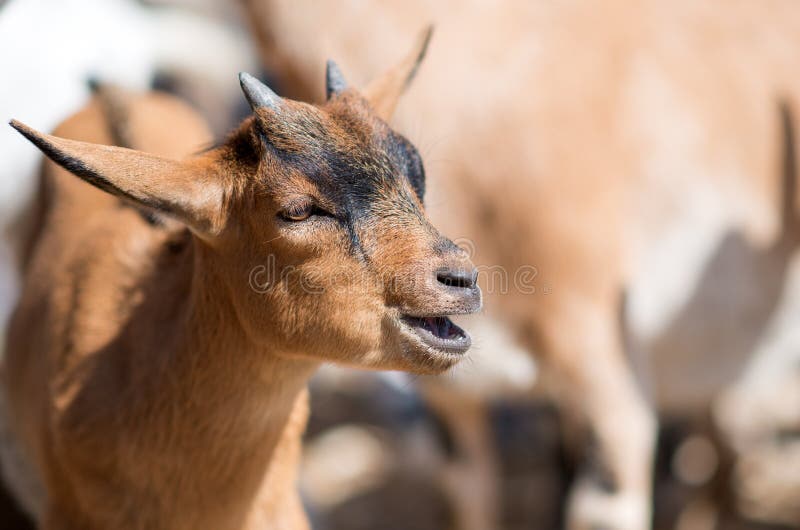 Goat Bleating stock photo. Image of goat, looking, pink - 7497232
