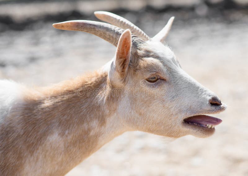 Bleating goat. stock photo. Image of rural, domestic - 75133066