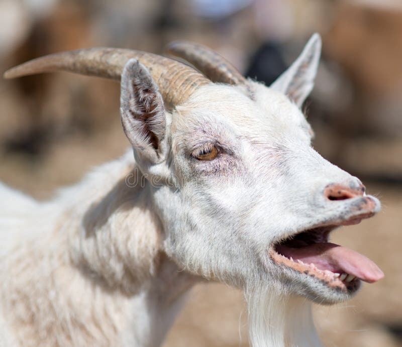 Bleating goat. stock photo. Image of rural, domestic - 75133066