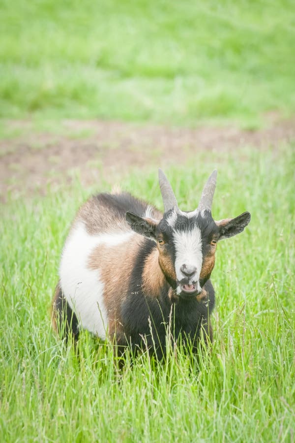 Bleating Goat Isolated stock image. Image of outdoors - 7483755