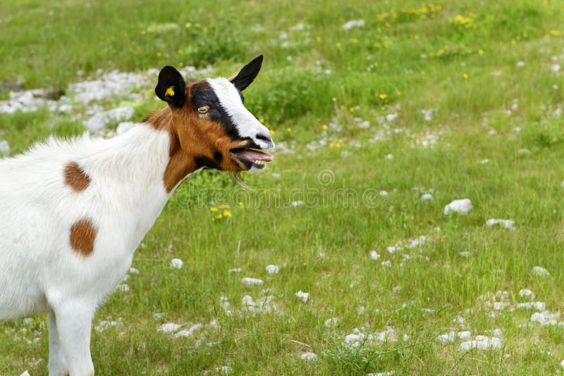 Bleating Goat stock photo. Image of furry, nature, fauna - 7480338