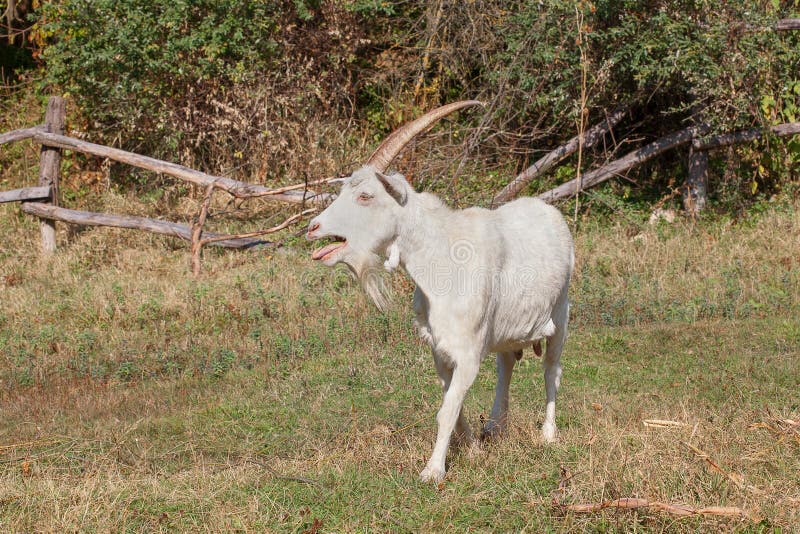 Bleating Goat Isolated stock image. Image of outdoors - 7483755
