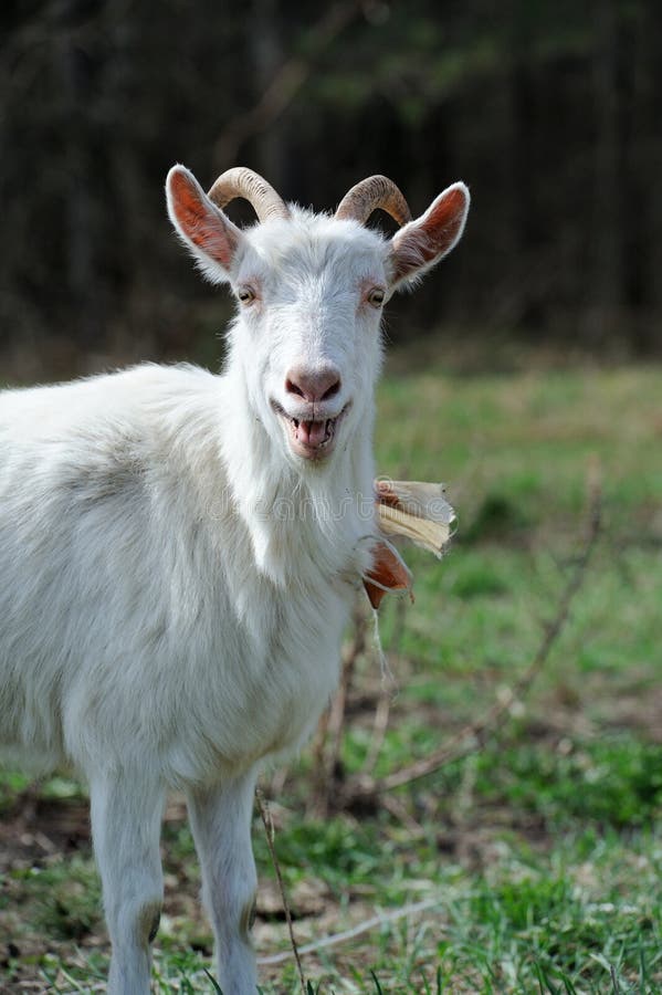 Bleating Goat Isolated stock image. Image of outdoors - 7483755