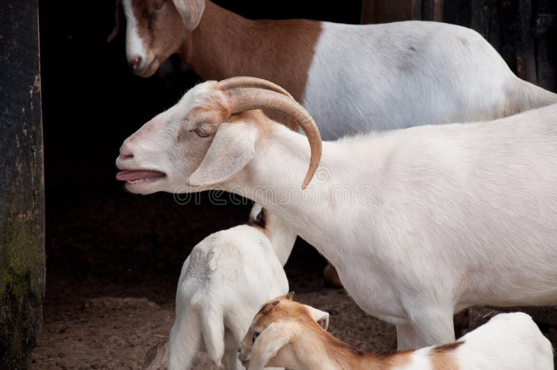 267 Goat Bleating Stock Photos - Free & Royalty-Free Stock Photos from ...