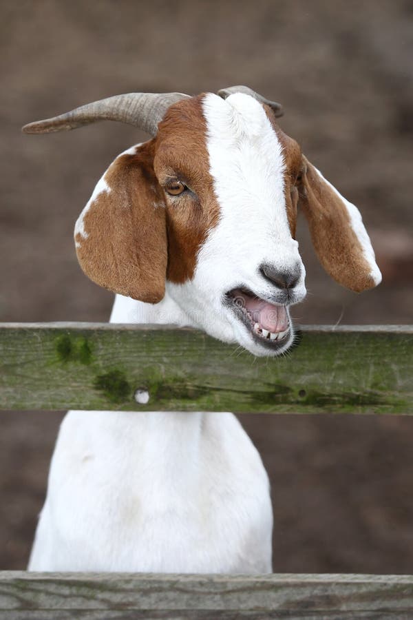 Bleating Goat Isolated stock image. Image of outdoors - 7483755