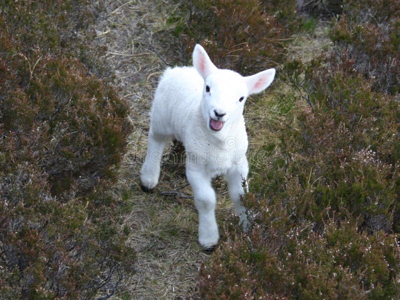 Bleating lamb close up stock image. Image of close, sheep - 777345