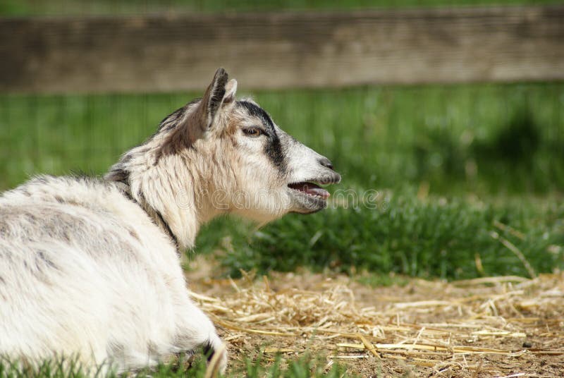267 Goat Bleating Stock Photos - Free & Royalty-Free Stock Photos from ...