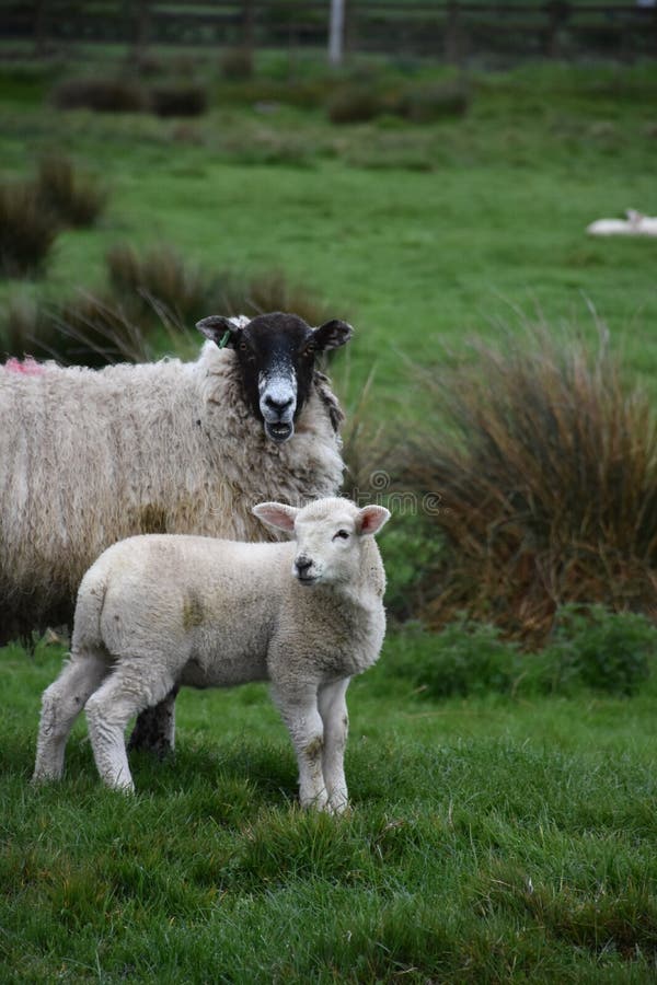 Bleating Sheep with a Lamb in a Grass Field Stock Photo - Image of ...