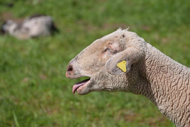 Bleating Sheep stock photo. Image of bleating, wool, farm - 23158866